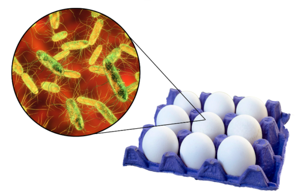 Salmonella - diagnostyka, leczenie i profilaktyka - Instytut Mikroekologii